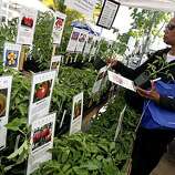 Tomato Gals expand their empire - SFGate