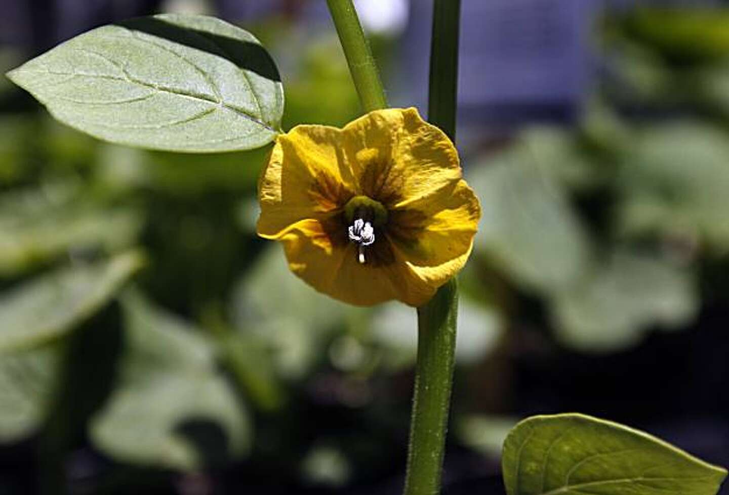 Tomato Gals expand their empire