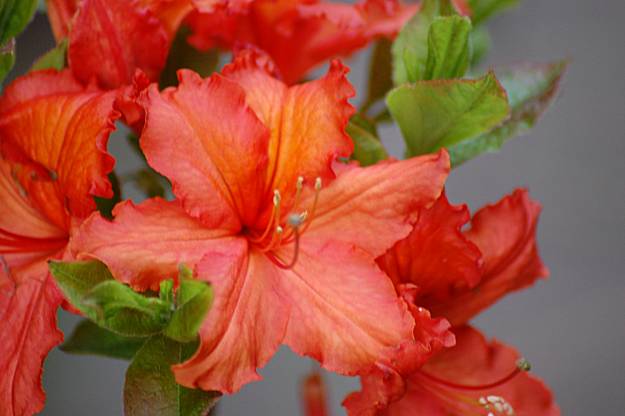 Exbury azaleas' bold hues make a garden glow
