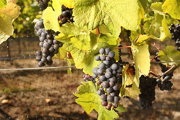 A Celebration of Wine in Madera