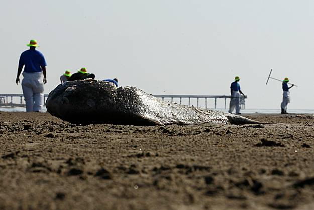 Oil deregulation leaves U.S. helpless in gulf
