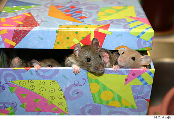 Rattie Ratz group matches rats with owners