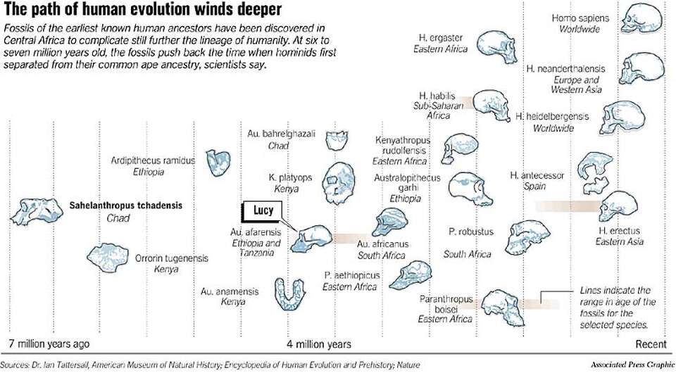 7 million-year-old skull startles anthropologists / It is by far the ...