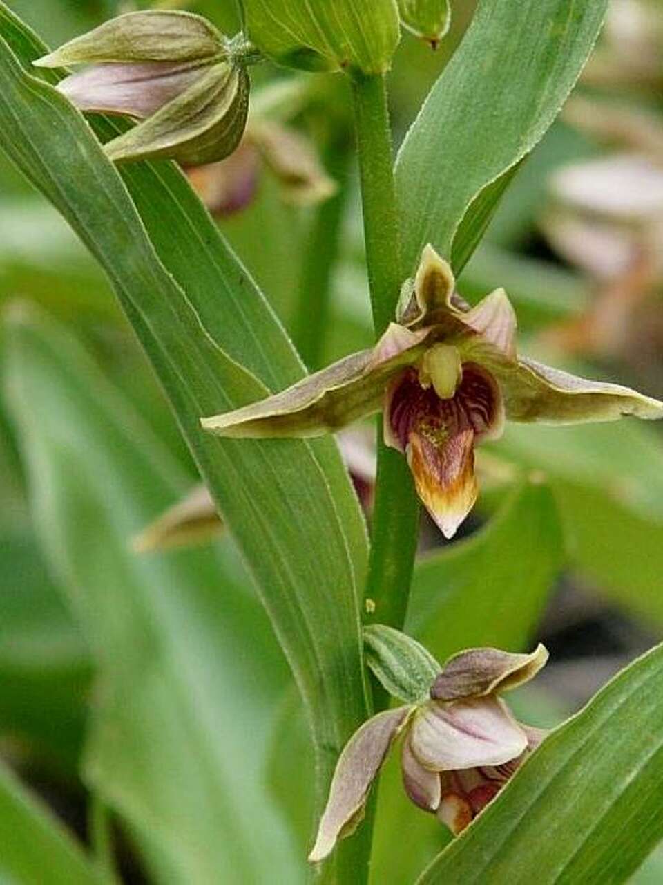 Stream orchid a hardy California native