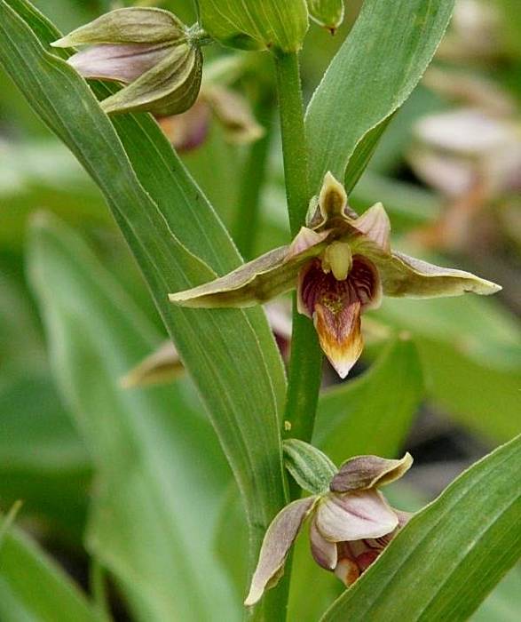 Stream orchid a hardy California native