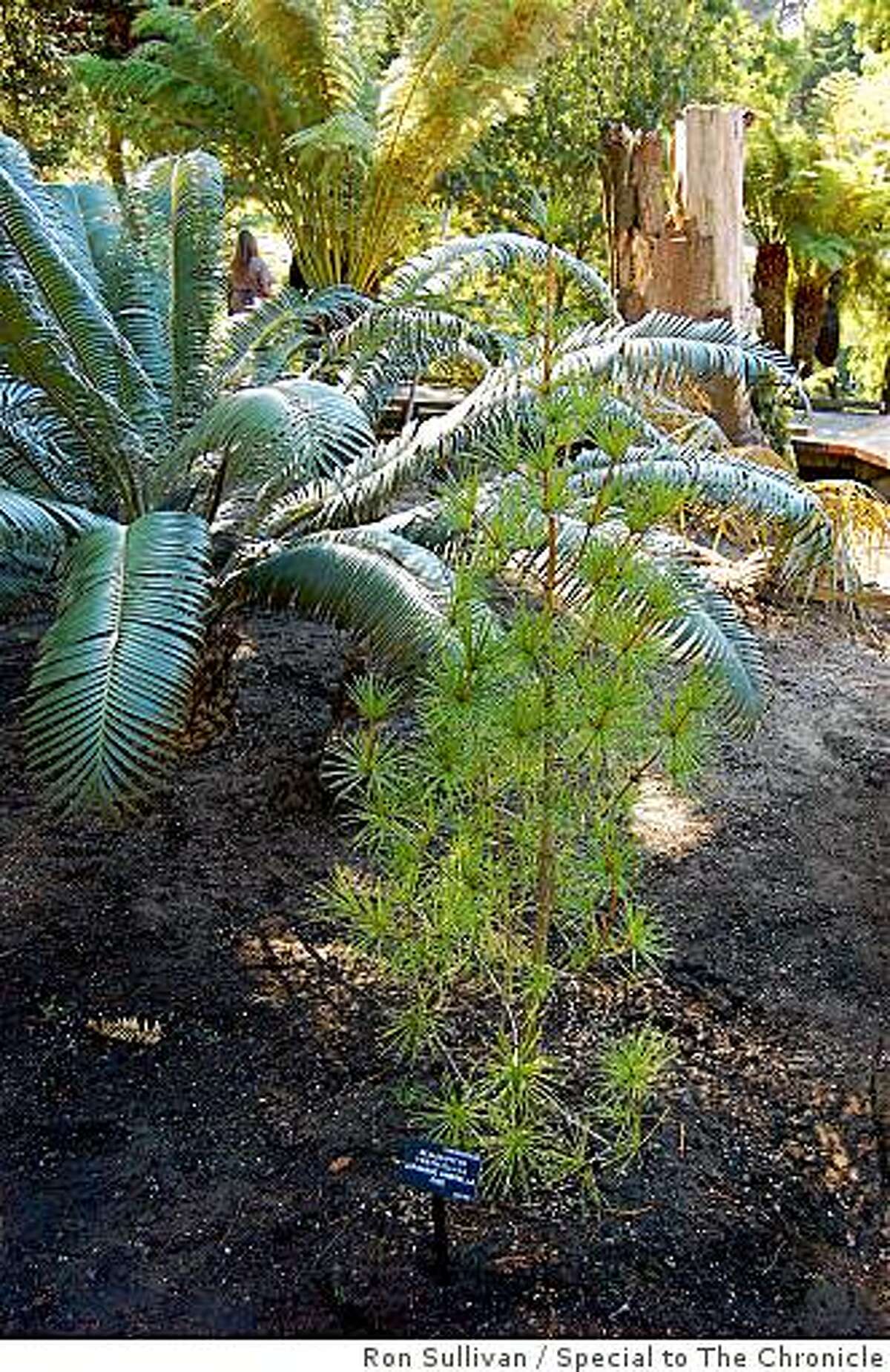 Visitors time-travel at Ancient Plant Garden