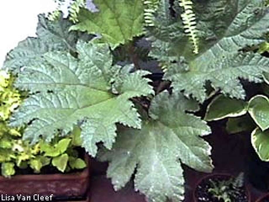 Ancestral Plants For Modern Times / Jurassic Park in a container - SFGate