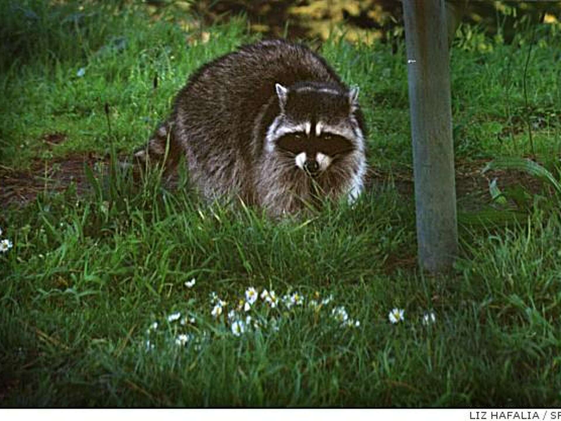 Legal rights when critters are a nuisance