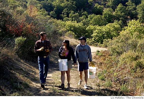 U-pick chestnuts on the Peninsula