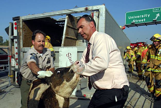 40 cows die when big rig crashes in Redlands