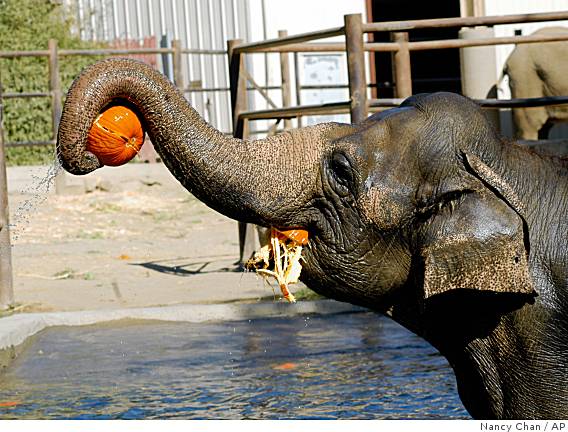 Multitasking pachyderm