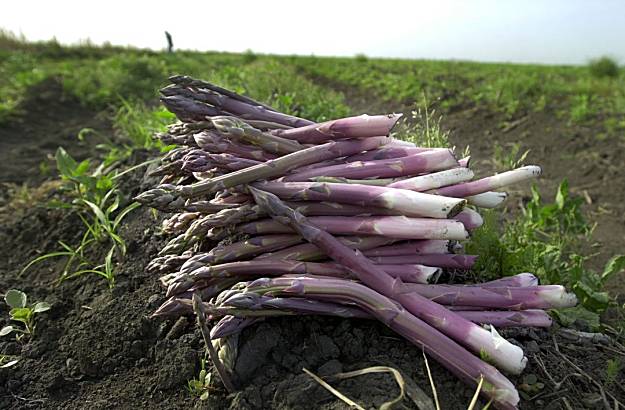 A haze of purple produce