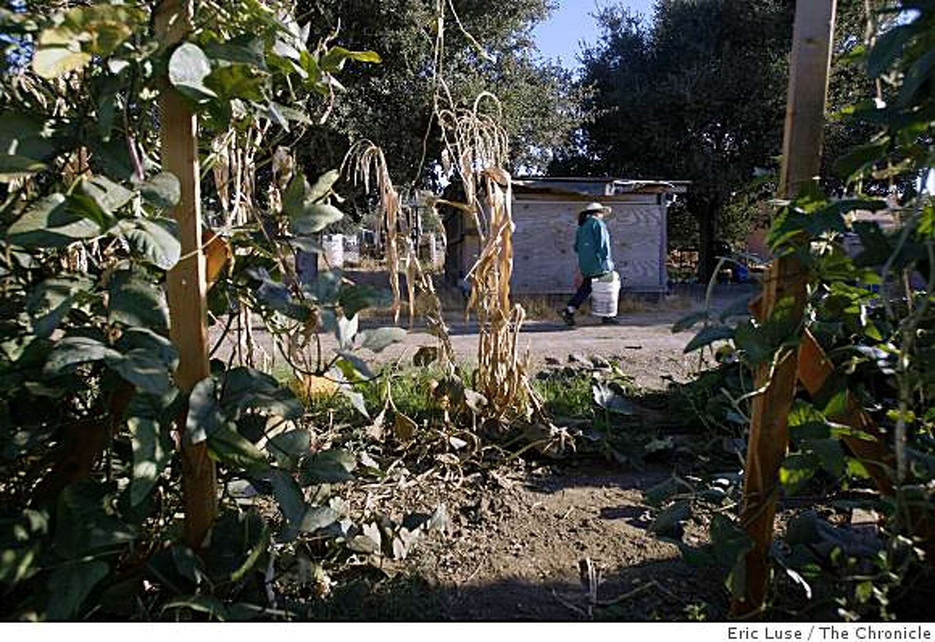 Farmer tenants work San Francisco-owned land