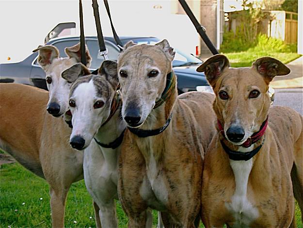 Greyhound meet and greet turns into lovefest
