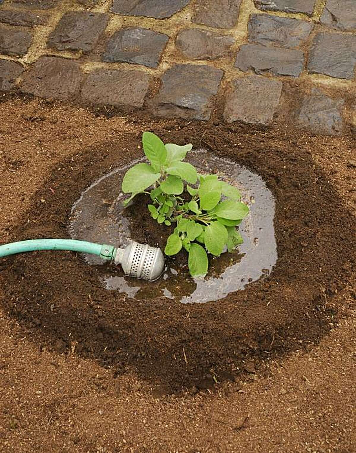 Watering basics for Bay Area gardeners