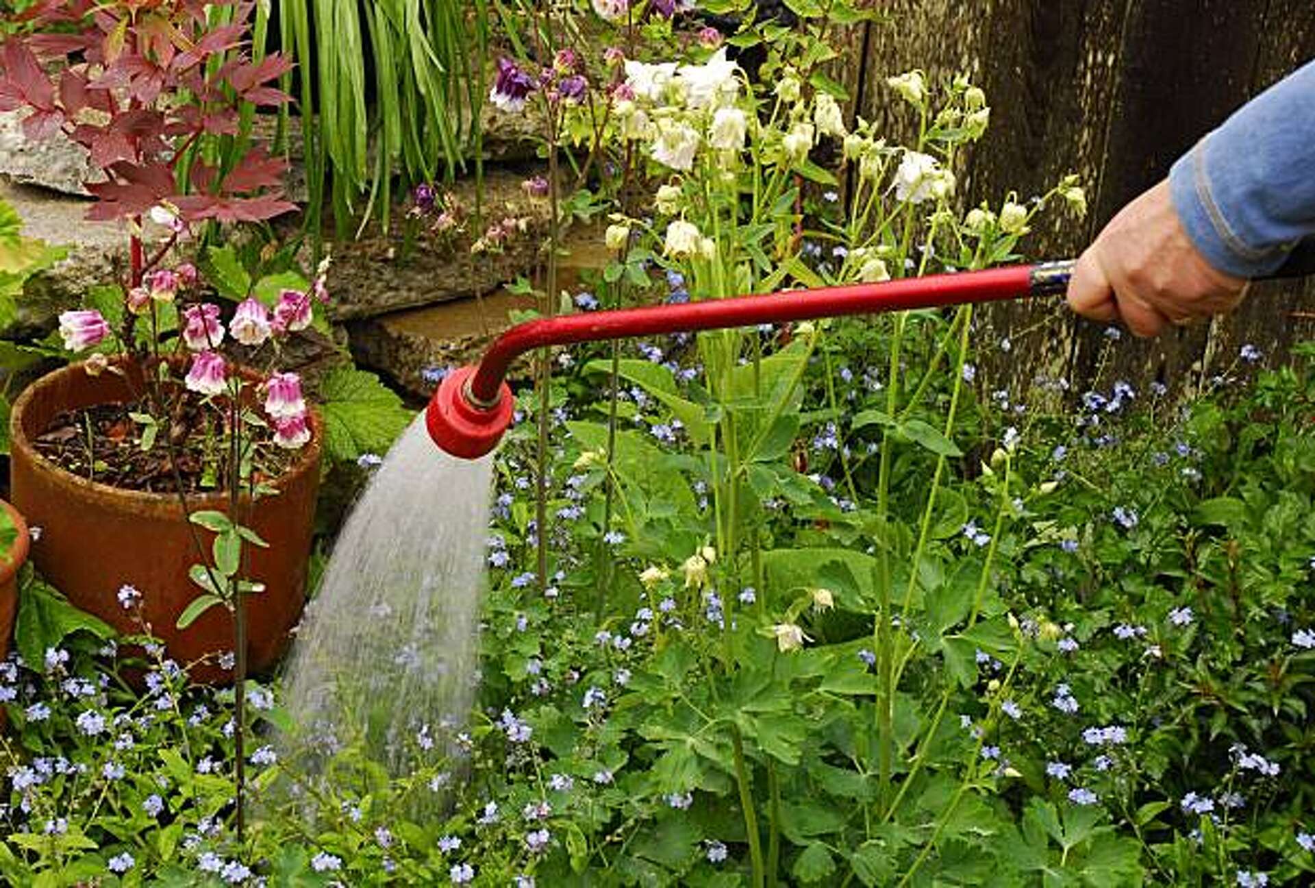 Watering basics for Bay Area gardeners