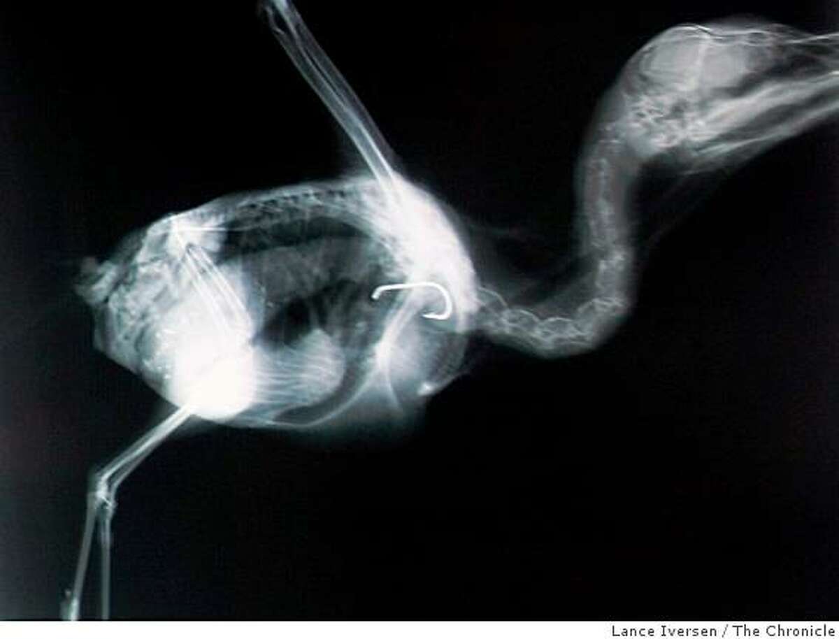 Colossal coastal clean up planned for Saturday