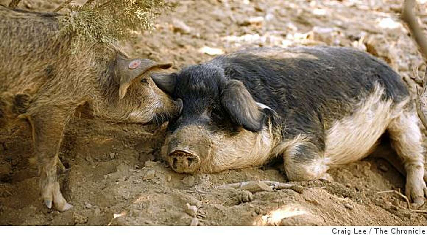 Loving Lard