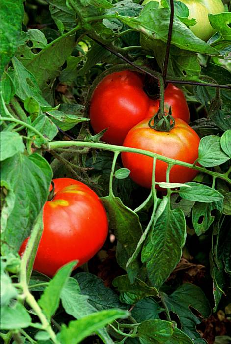 Tips for raising early tomatoes