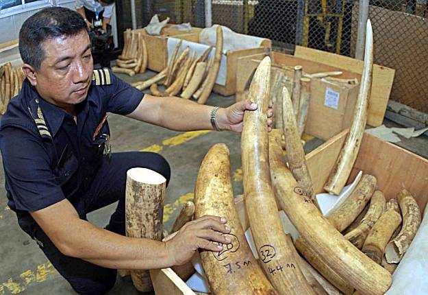Ivory ban wins vote at U.N. wildlife convention