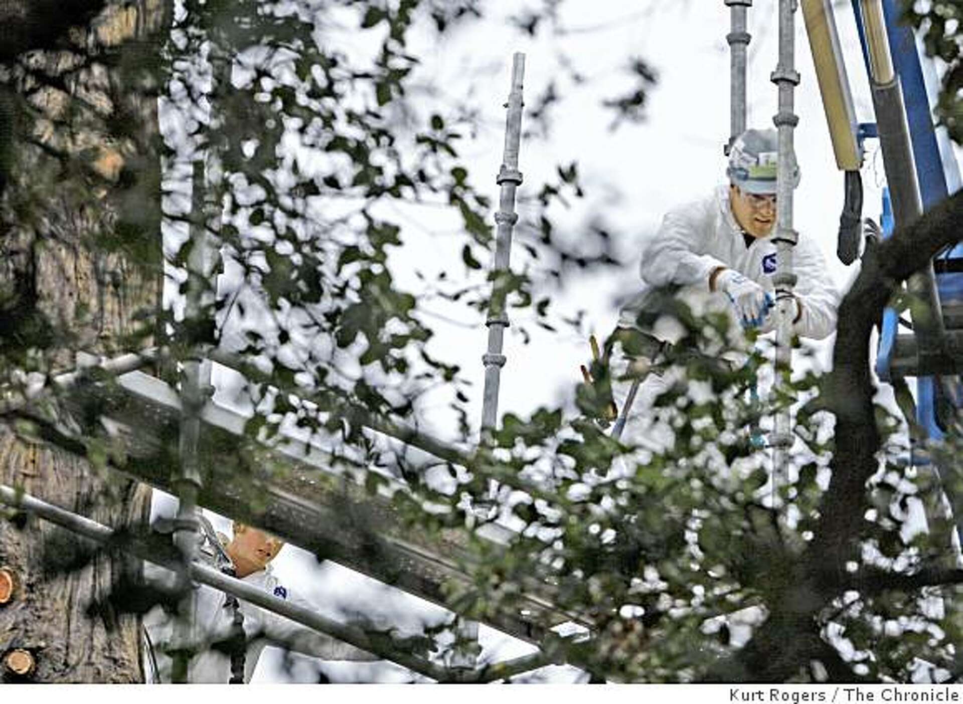 Berkeley tree-sitters finally down to earth