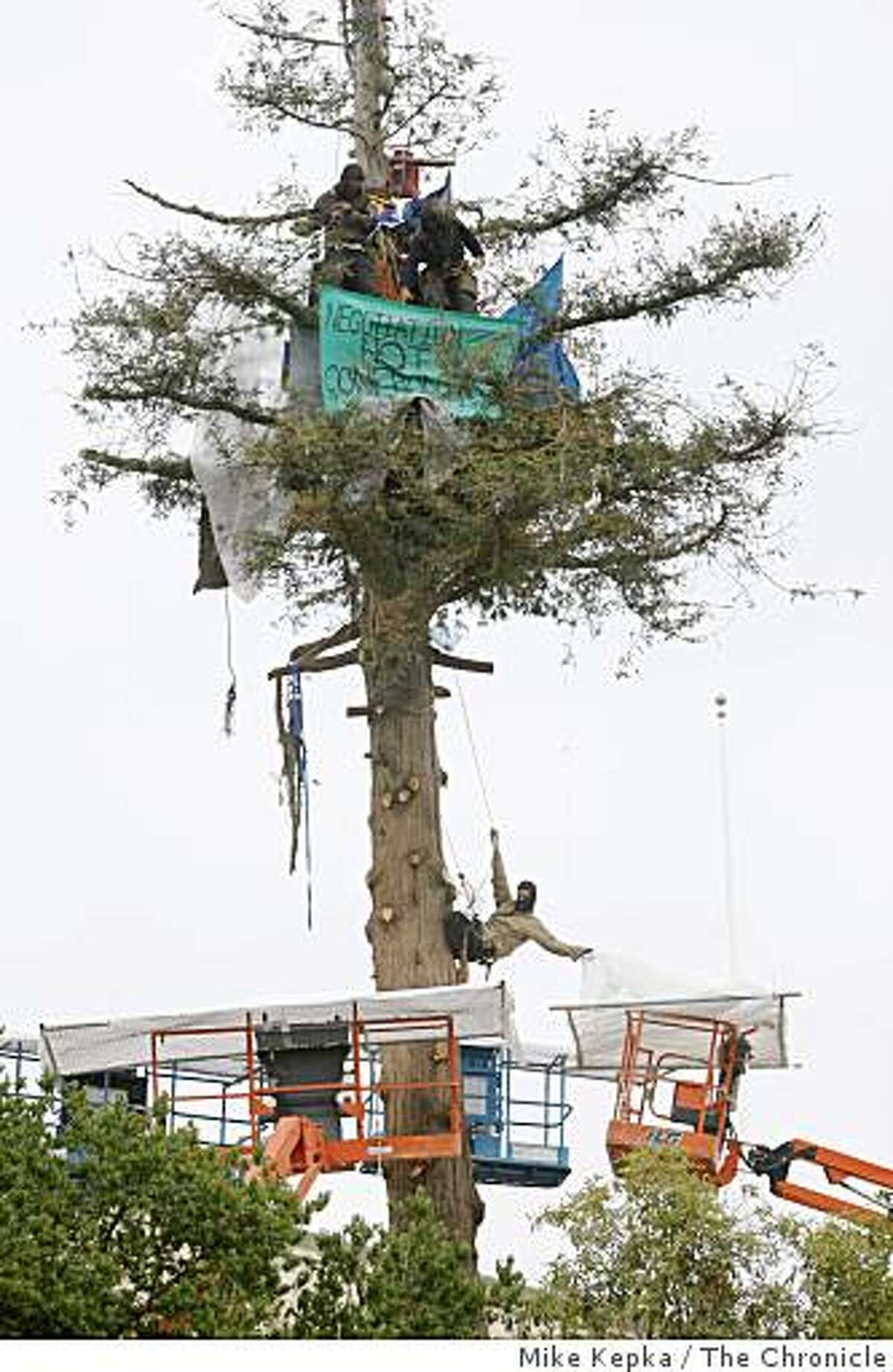 Berkeley tree-sitters finally down to earth