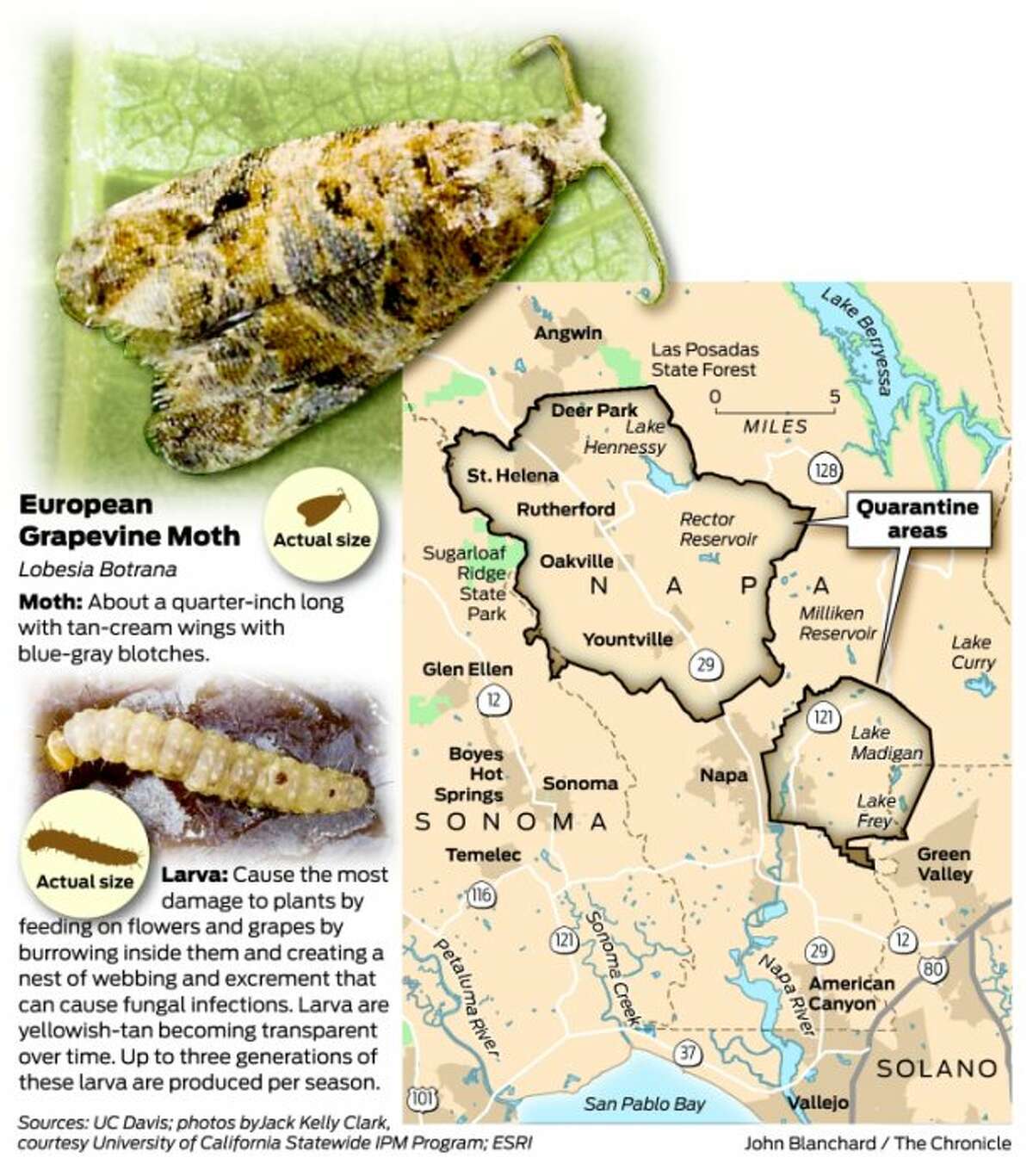 Invasive moth threatens wine grape crop