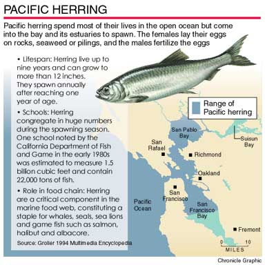 pacific herring range