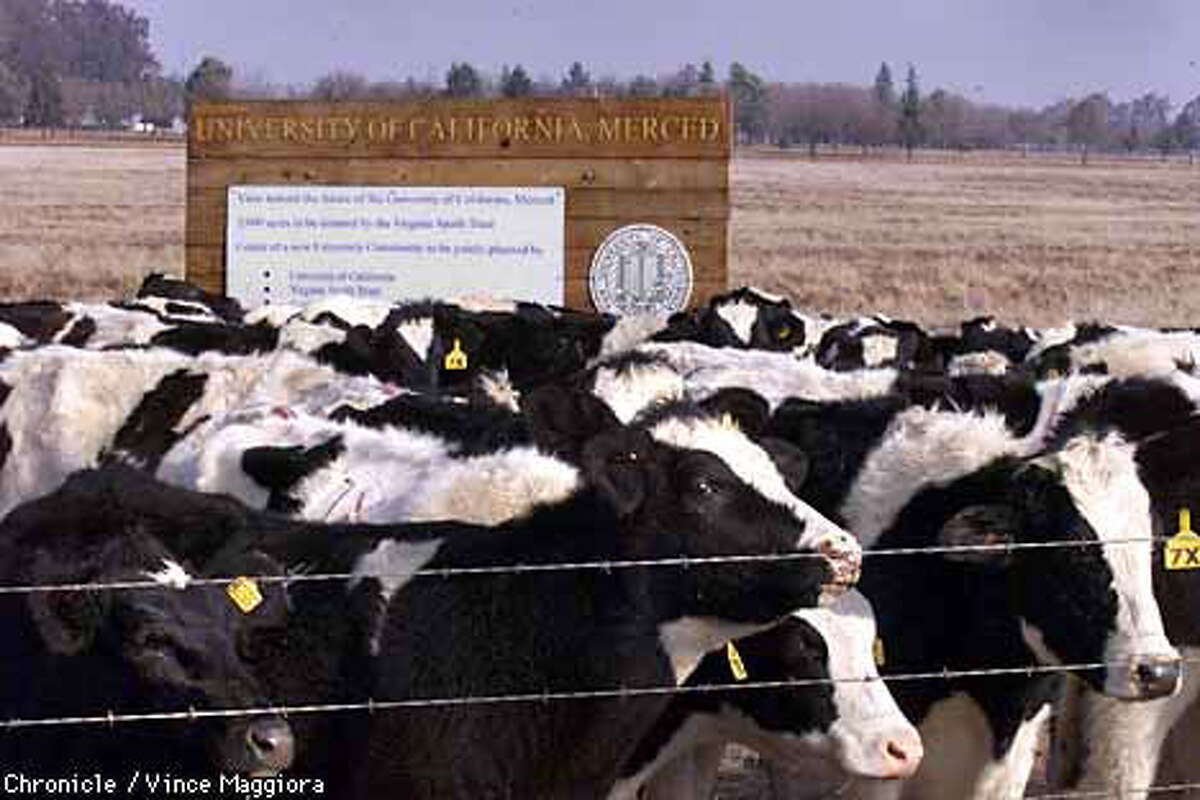 Onward, Merced Spiders! / Kids compete to name mascot for new UC campus