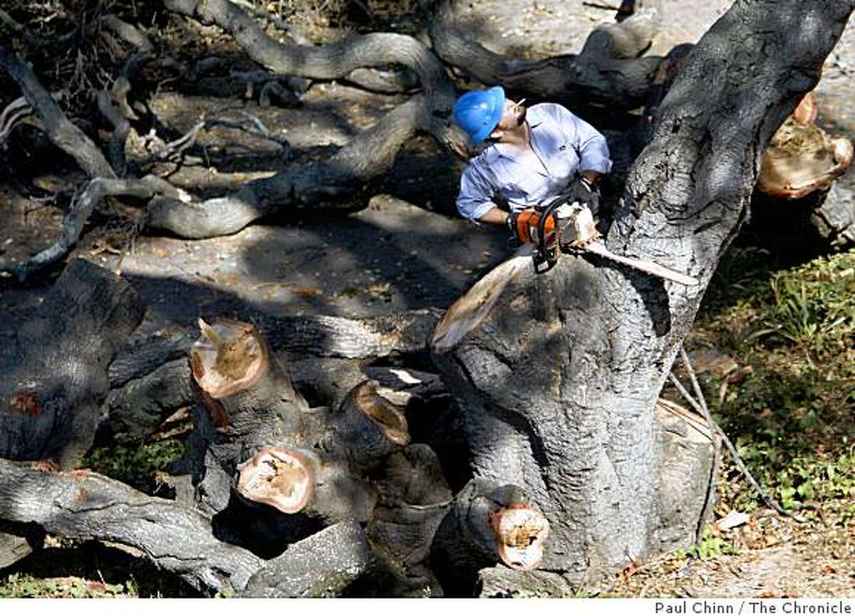 UC Berkeley grove cleared of most trees
