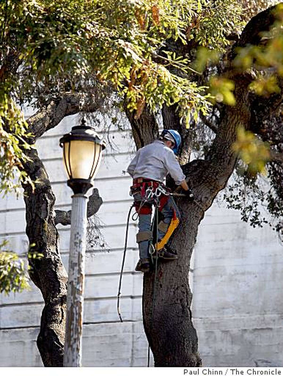 UC Berkeley grove cleared of most trees