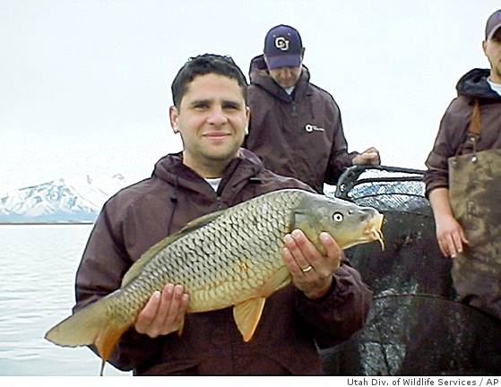 Utah eager to get rid of troublesome carp
