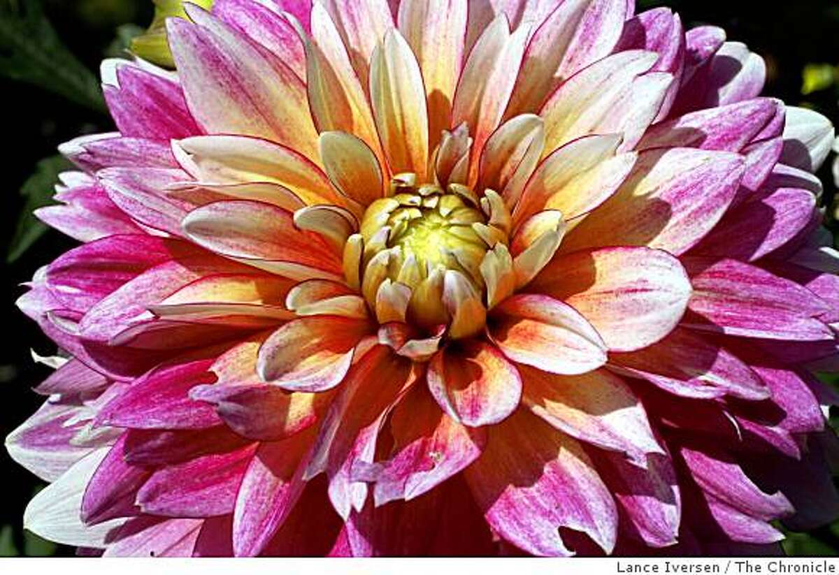 Bouquets from the backyard