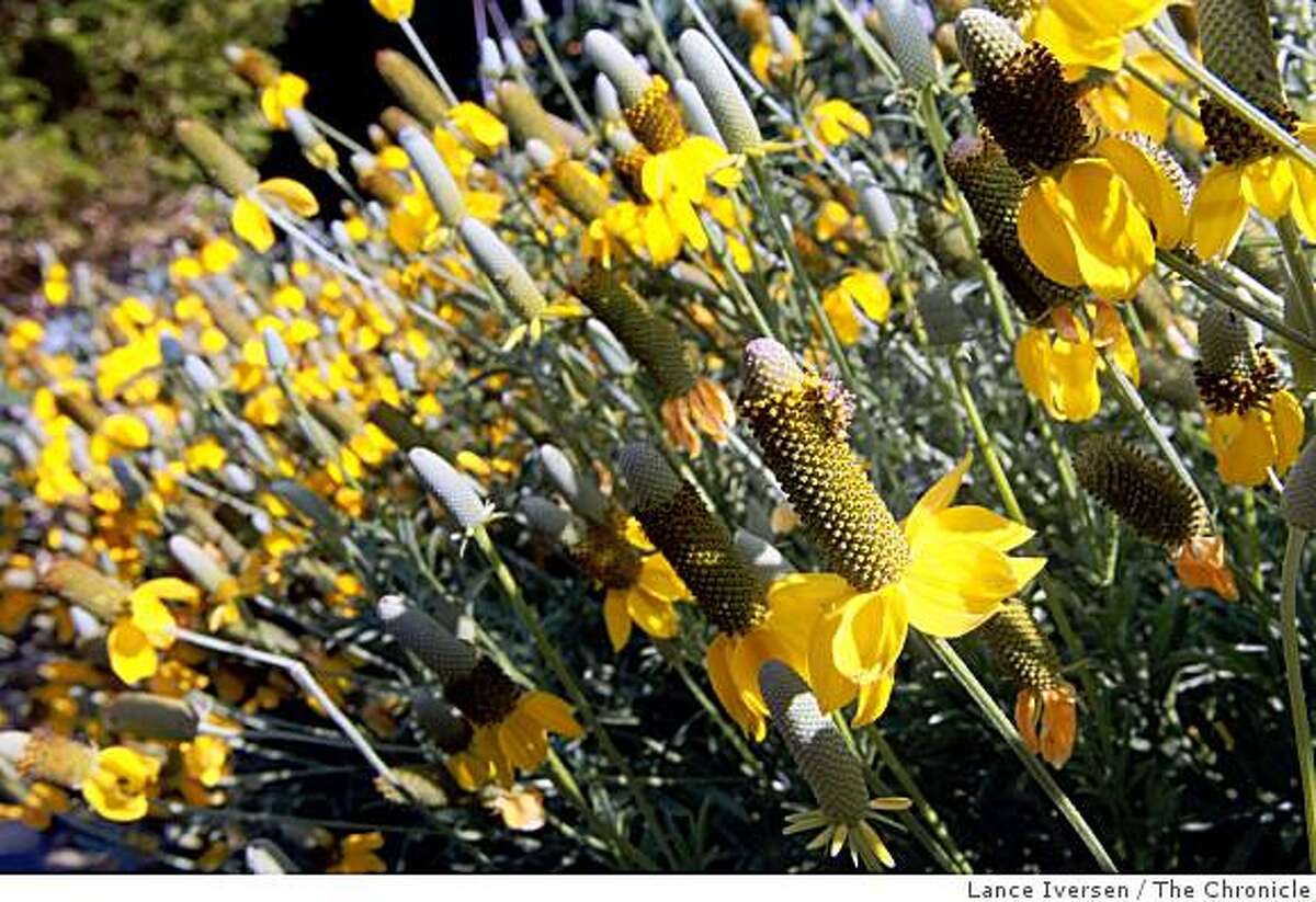 Bouquets from the backyard