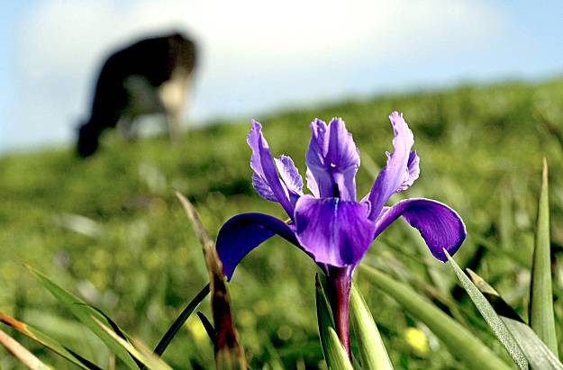 Blooming good time for spring sights
