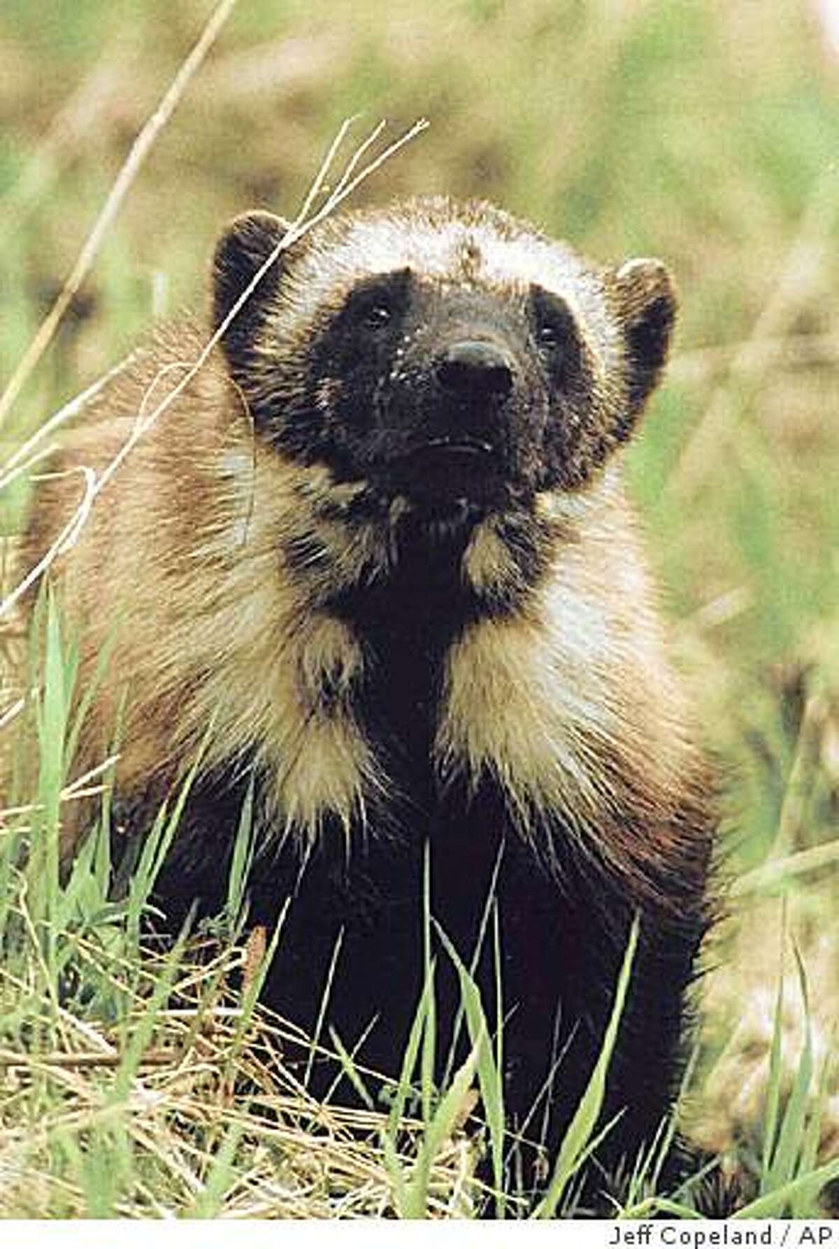 Groups seek endangered status for wolverines