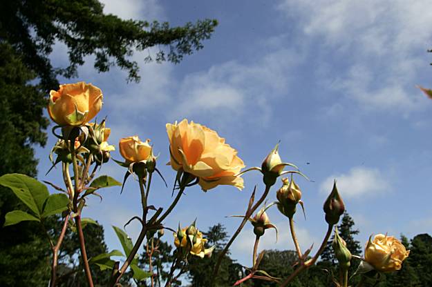 When it comes to roses, the hole is the key