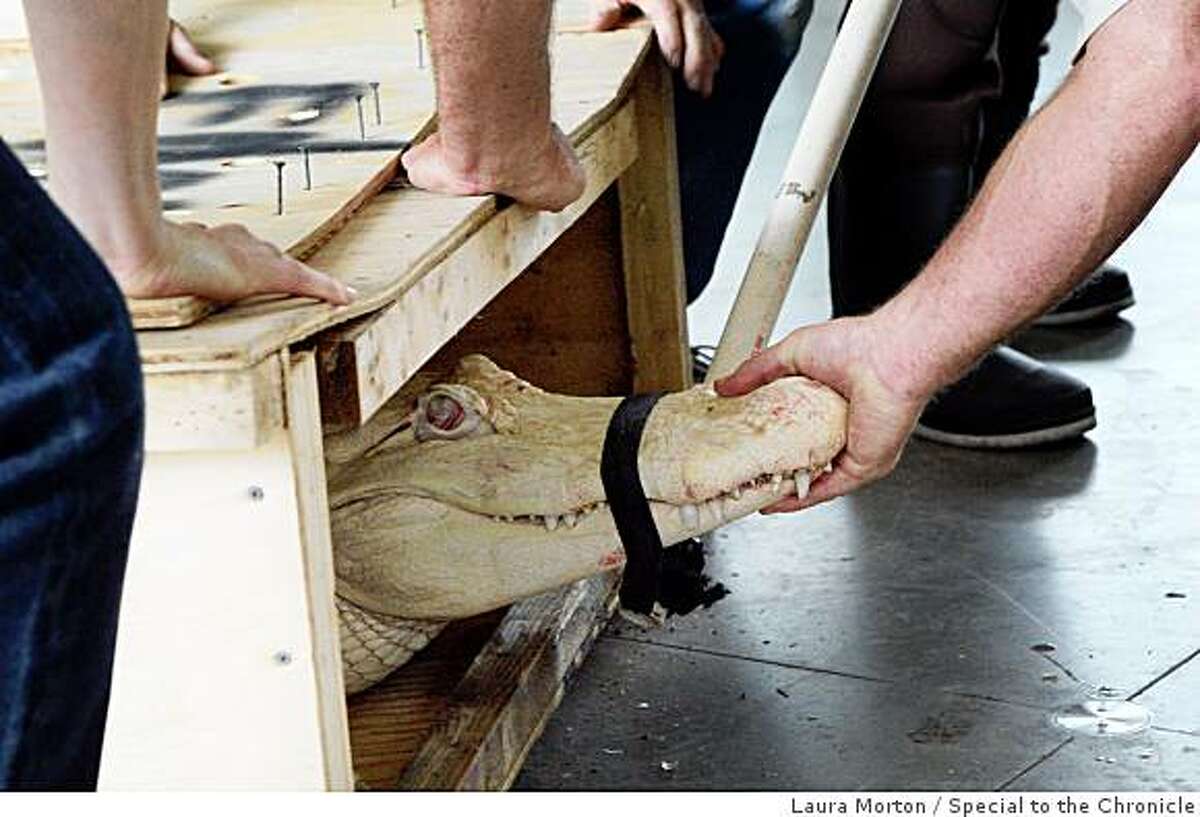 Alligators have new swampy home in park