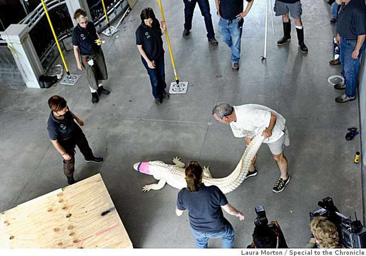 Alligators have new swampy home in park