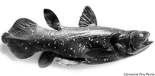 Ancient Fish Raise Mountain of Questions / Species give clues to ...