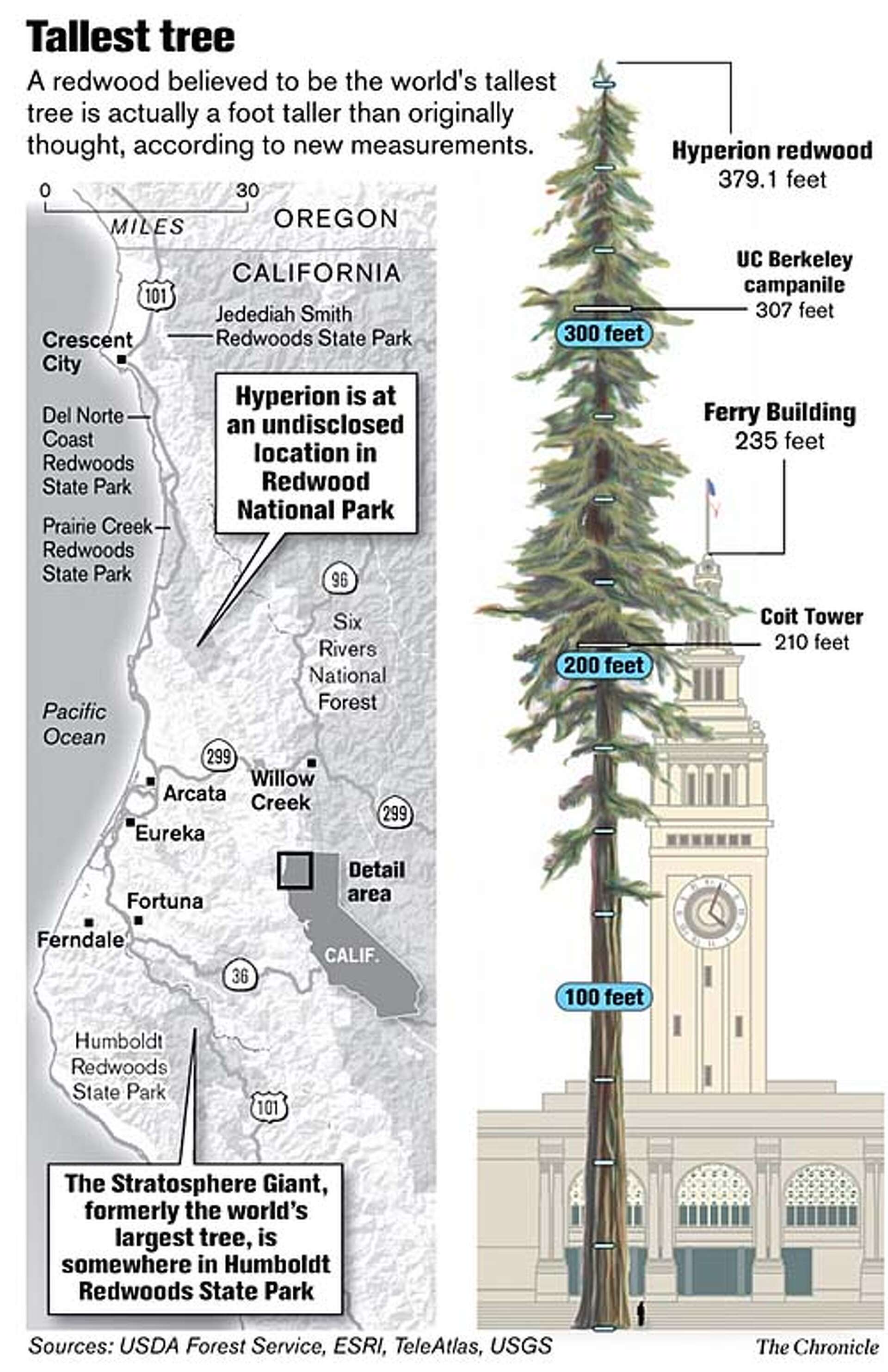 World's tallest in arboreal witness protection