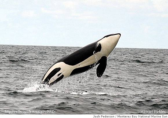 Orca Lummi presumed dead at 98