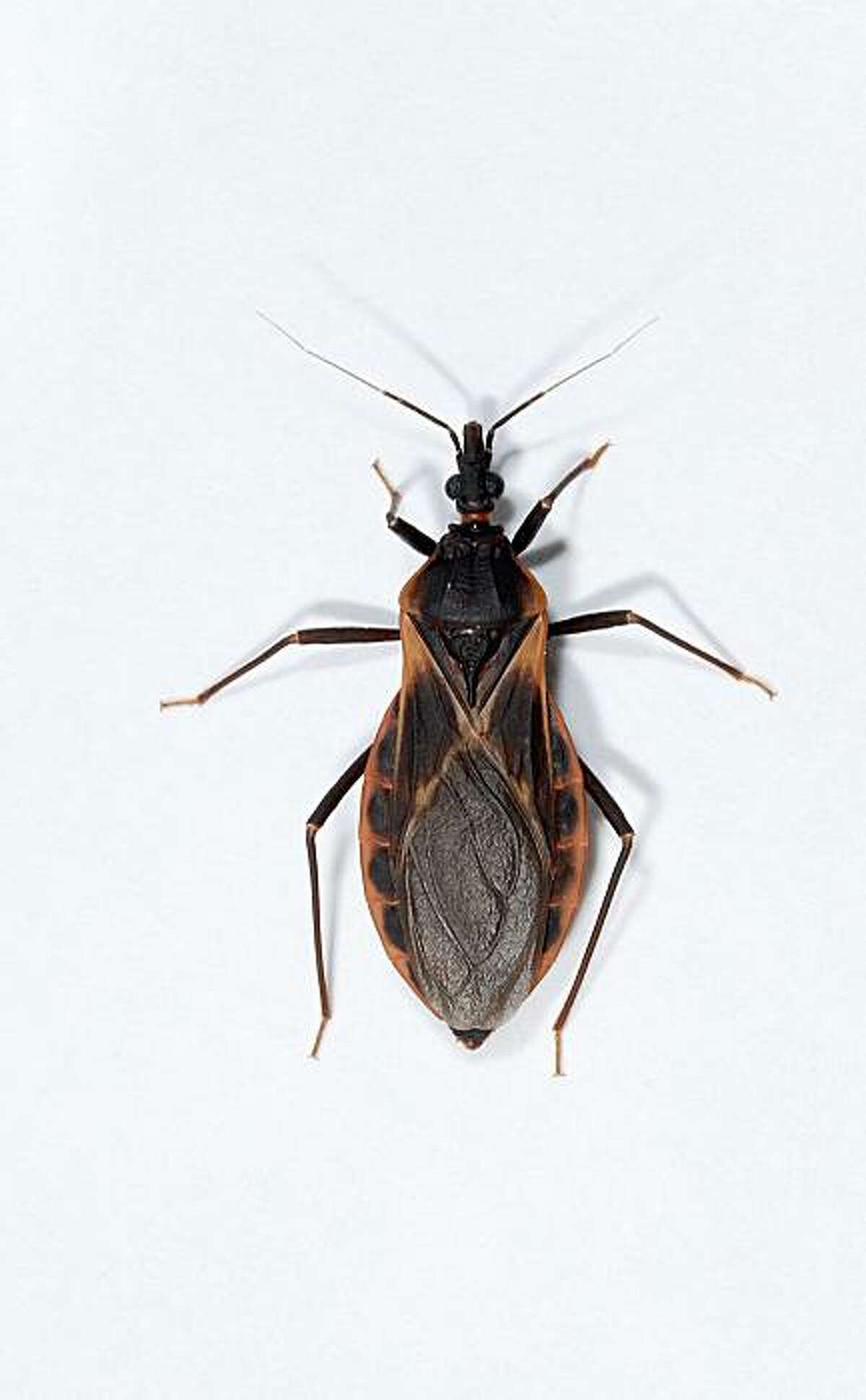 UCSF may have cure for deadly disease Chagas