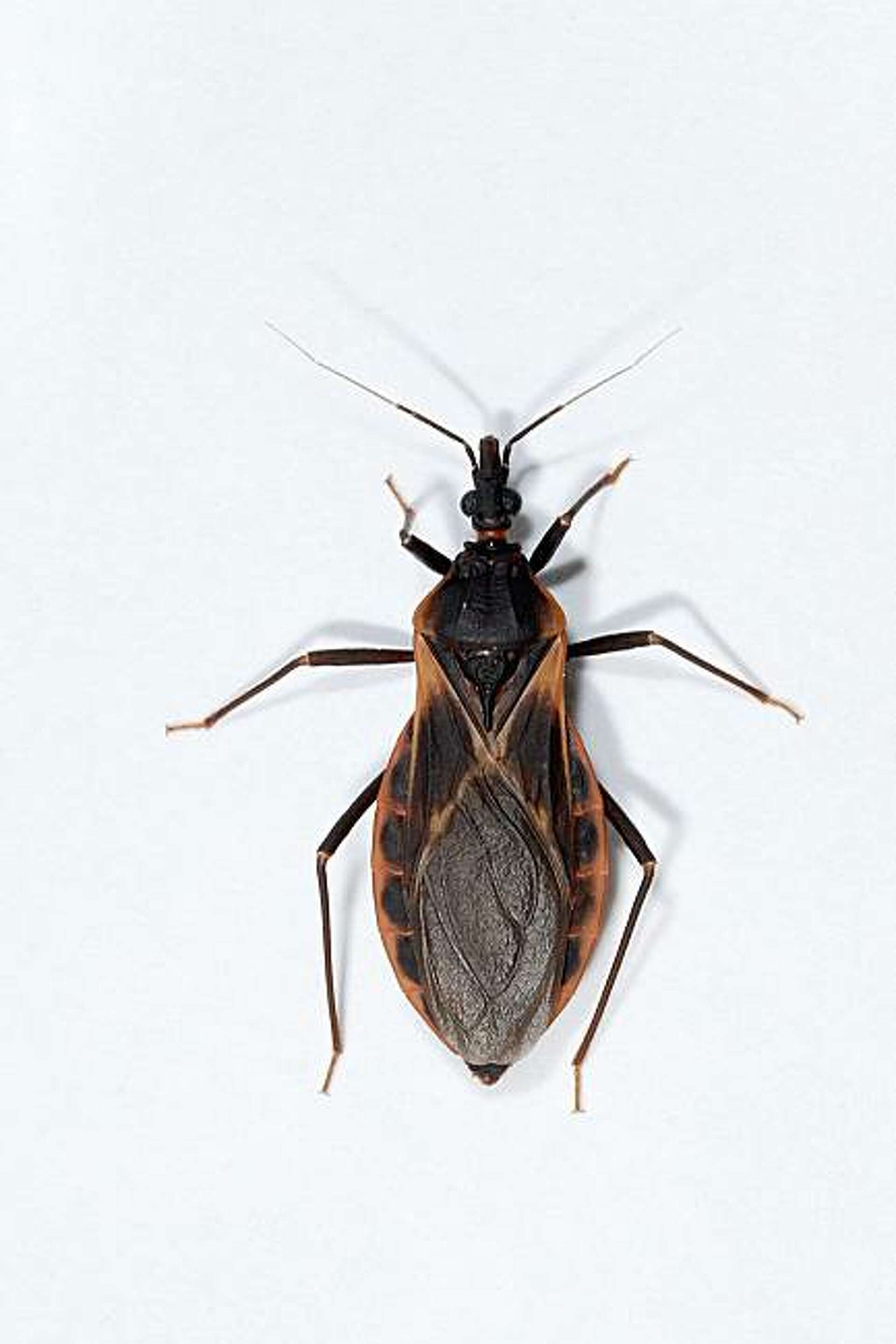 UCSF may have cure for deadly disease Chagas