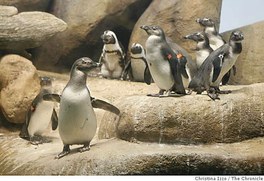 African penguins welcomed to new S.F. home - SFGate