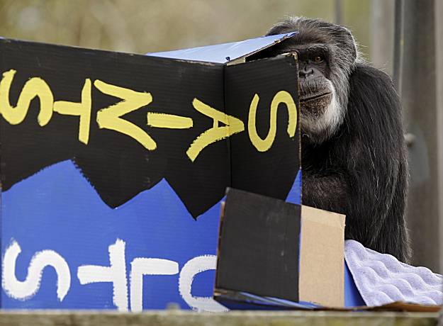 Chimps picking champs