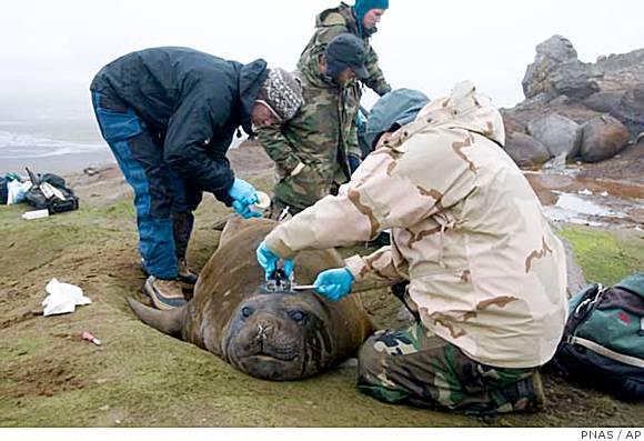 Antarctic scientists use seals to collect data Antarctic scientists use seals to collect data