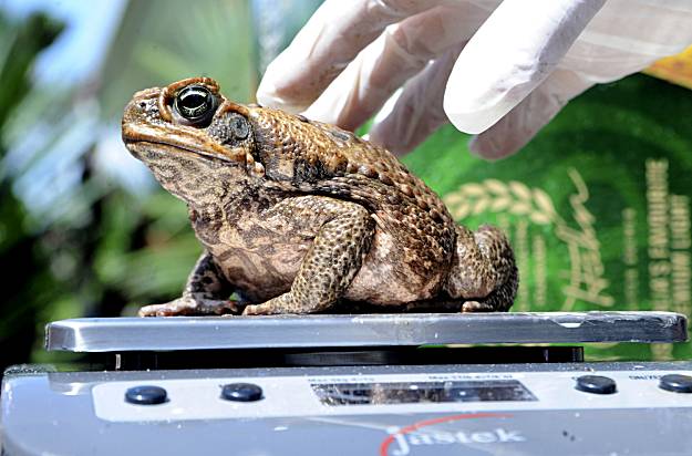 How to humanely toad the line Down Under