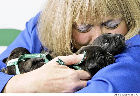 Counting noses - 5 cloned pups