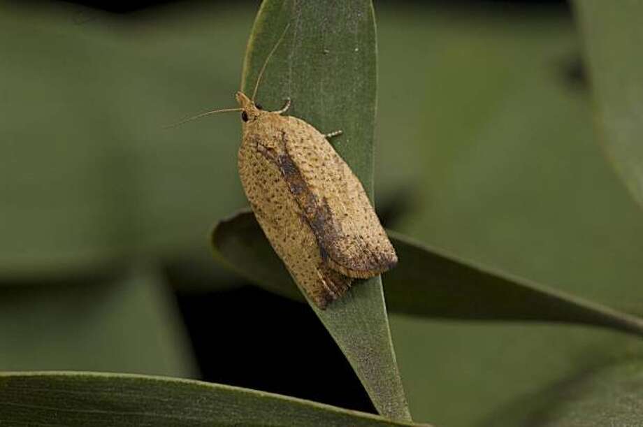 Hold the letters - apple moth damage confirmed - SFGate